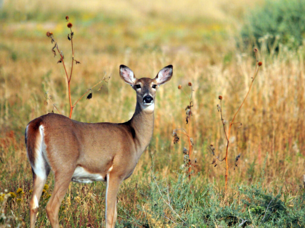 Things To Do | Adams County, CO